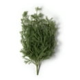 12 Pack: Green Springeri Fern Bush by Ashland® - Walmart.com