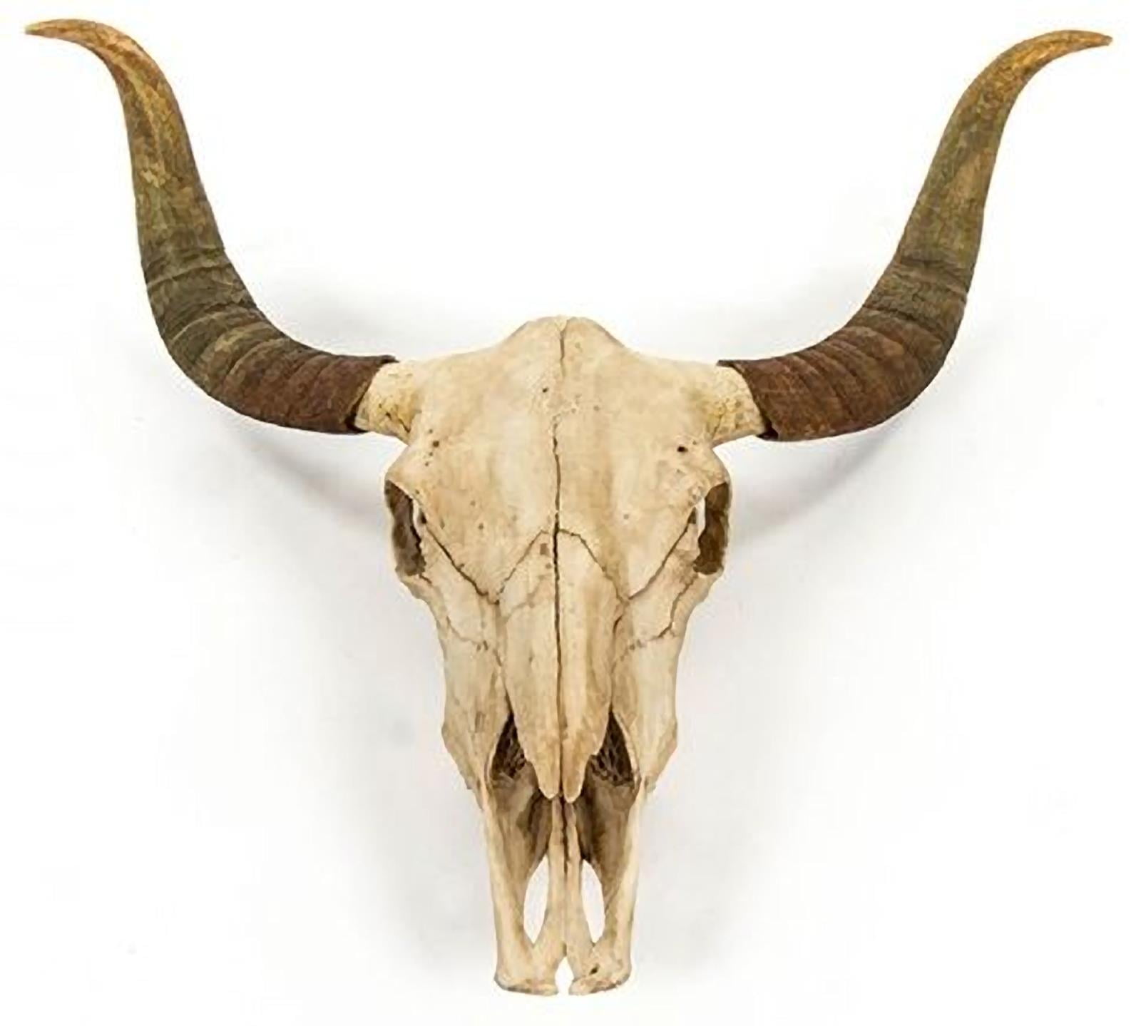 Wall Decor Bull Skull Animal Polyresin New ZT-1725 - Walmart.com