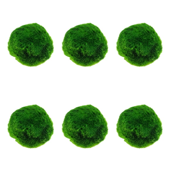 Live Marimo Moss Ball