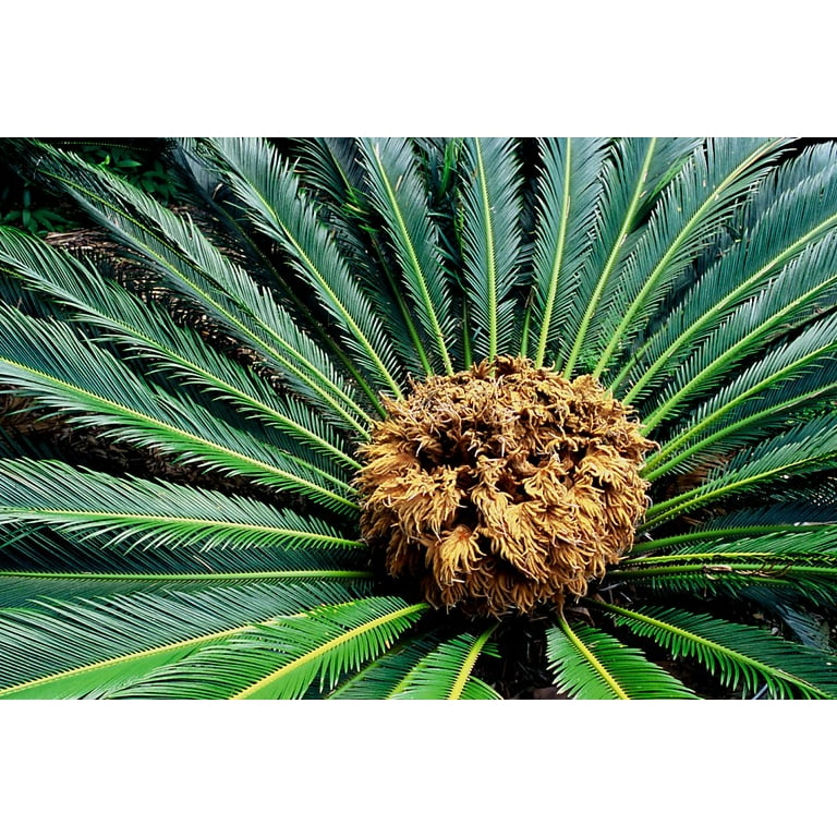 Cycas Revoluta In Pots