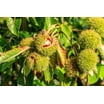 CZ Grain Colossal Chestnut Tree Seeds, Grow Large Chestnuts, 5 Fresh ...