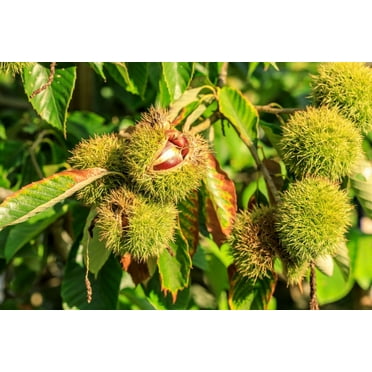 6 Chestnut Tree Seeds for Planting - Walmart.com