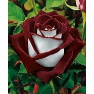 Rare Rose Seeds True Blood Rose Bush 20 Seeds - Walmart.com