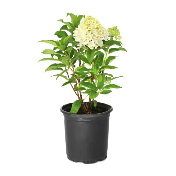 National Plant Network 3 gal Hydrangea Sweet Starlight Live Shrub Full ...
