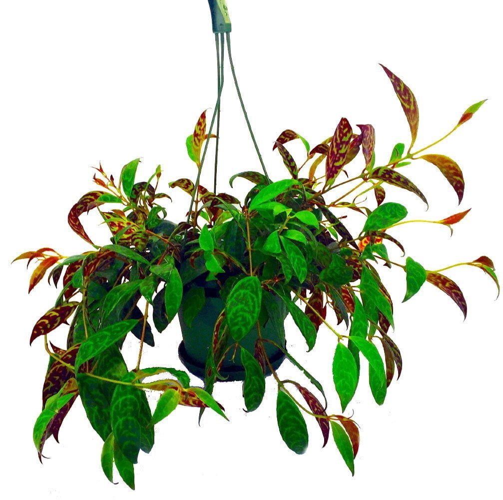 Black Pagoda Lipstick Vine 6" Hanging Basket - Aeschynanthus - Zebra ...
