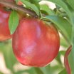 Wowza! Bush Cherry Dormant Bare Root Fruit Bearing Starter Plant, 1 ...