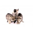 Three Wolf Dog Puppies Wall Decal by Wallmonkeys Peel and Stick Graphic ...
