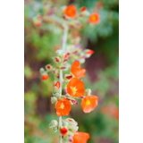 20 Apricot DESERT GLOBEMALLOW Mallow Sphaeralcea Ambigua Flower Seeds ...