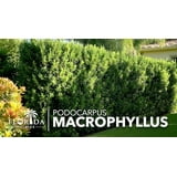 Podocarpus Macrophyllus 1 Extra Large 3 Gallon Plant Japanese Yew Low ...