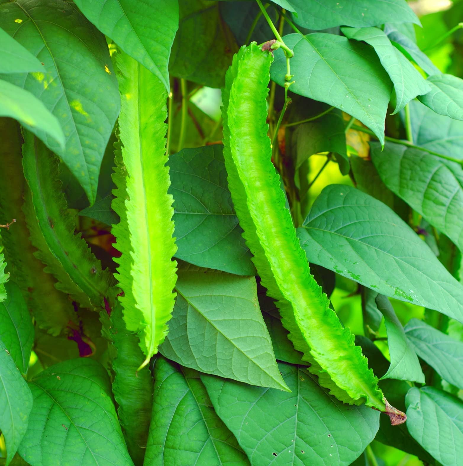 20 Wing Bean Seeds for Planting - Easy to Grow Exotic Asian Winged Bean ...
