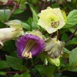 Cup & Saucer Vine Cobaea Scandens Vine Seed Mix - 200 Seeds - Walmart.com