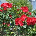 Robusta Rugosa Rose by Heirloom Roses - Live Red Rose Bush - Walmart.com