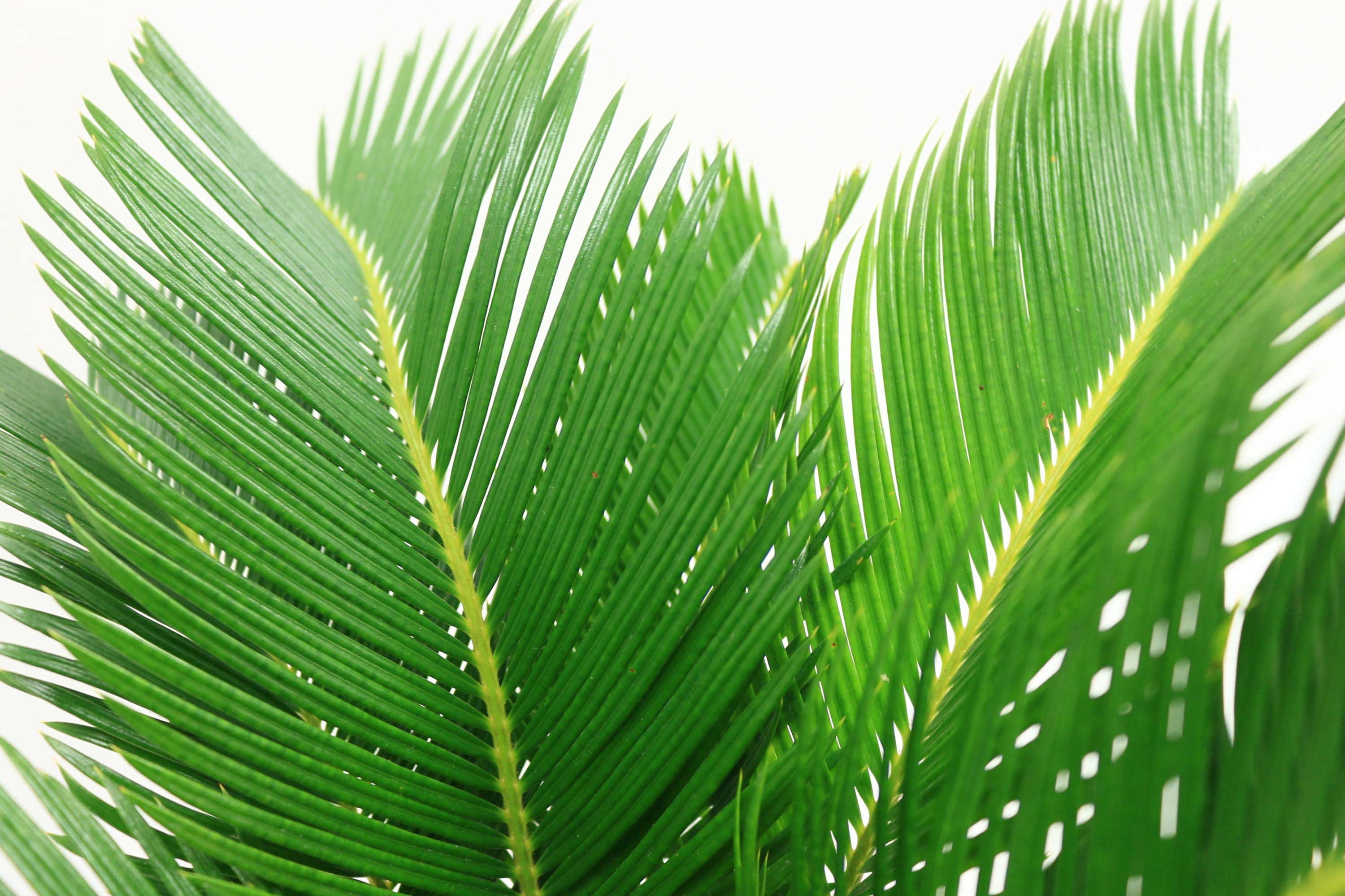 Palm Tree Leaves