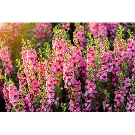 100 ROCKET LARKSPUR DELPHINIUM Consolida Giant Imperial Mixed Colors ...