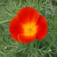 Red Chief Poppy, 200+ Seeds, Worlds Most Popular Flower, Stunning Red ...