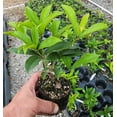 Fudingzhu Fragrant Tea Olive (Osmanthus) - Starter Plant, 4L, 1 Live ...