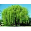 Live Large Indoor Australian Willow Bonsai Tree - Fast Growing with ...