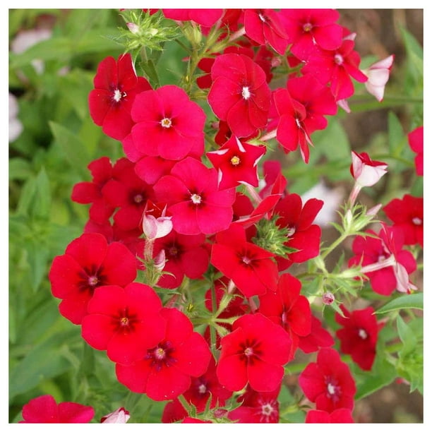 Plant Phlox