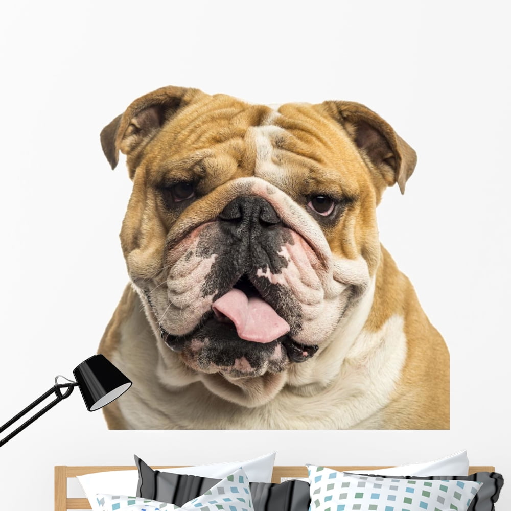 Close-up English Bulldog Panting Wall Mural Decal by Wallmonkeys Vinyl ...