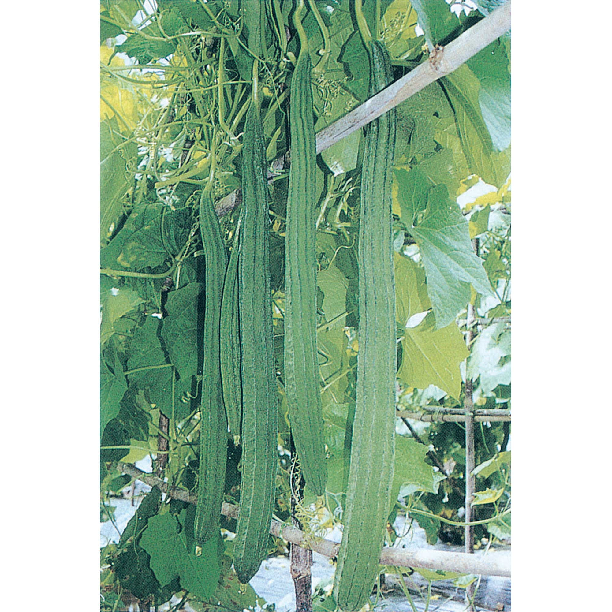 Gourd Seeds - Bonanza - 3 g Packet ~15 Seeds - Non-GMO, Heirloom ...