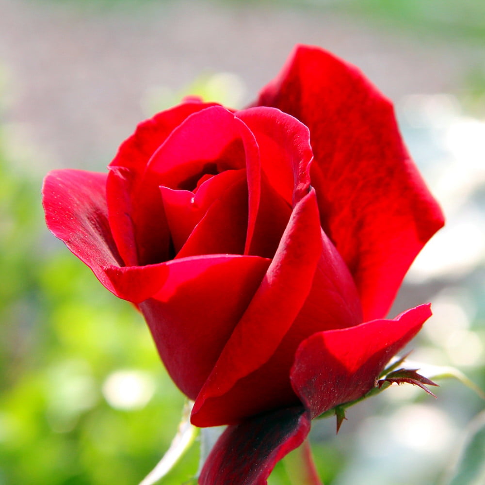 Most Beautiful Red Rose In The World