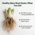 Variegated Hosta Bulbs-Shade-Loving-Hard-Resistant-Ornamental Plants ...