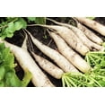 1250 Seeds WHITE ICICLE RADISH Raphanus Sativus Vegetable Seeds ...