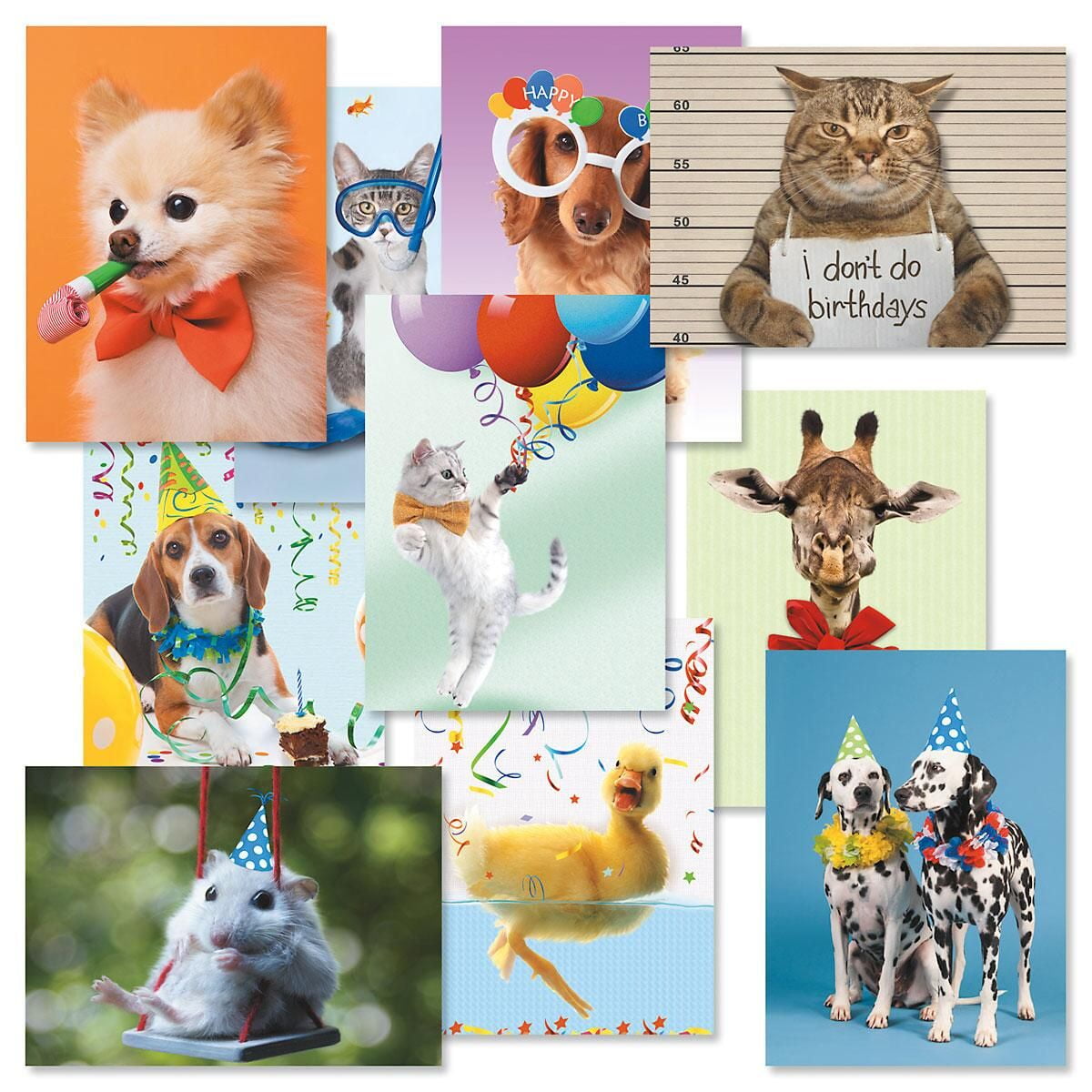 Current Kids Animal Photo Birthday Greeting Cards Value Pack - Set of ...