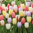 Member's Mark Tulip Pastel Blend Dormant Bulbs, 40pk - Samsclub.com