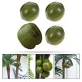 MLINS 4Pcs Simulated Coconuts Lifelike Coconut Craft Imitated Coconut ...
