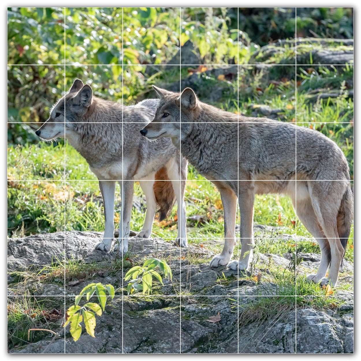 Picture-Tiles.com: Wolf Ceramic Tile Wall Mural WAL501236-66XL. 72"W x ...