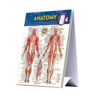 BarCharts Anatomy Terminology Quickstudy Easel - Walmart.com