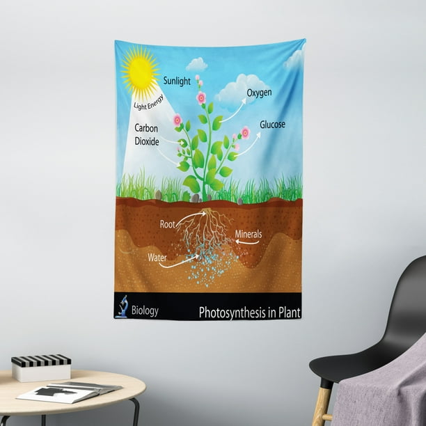 Diagram Photosynthesis