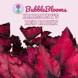BubbleBlooms Harmony's Red Robin Begonia Rex, Painted-Leaf Unique ...