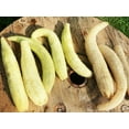 TomorrowSeeds - Buab Moom Angled Luffa Gourd Seeds - 30+ Count Packet ...