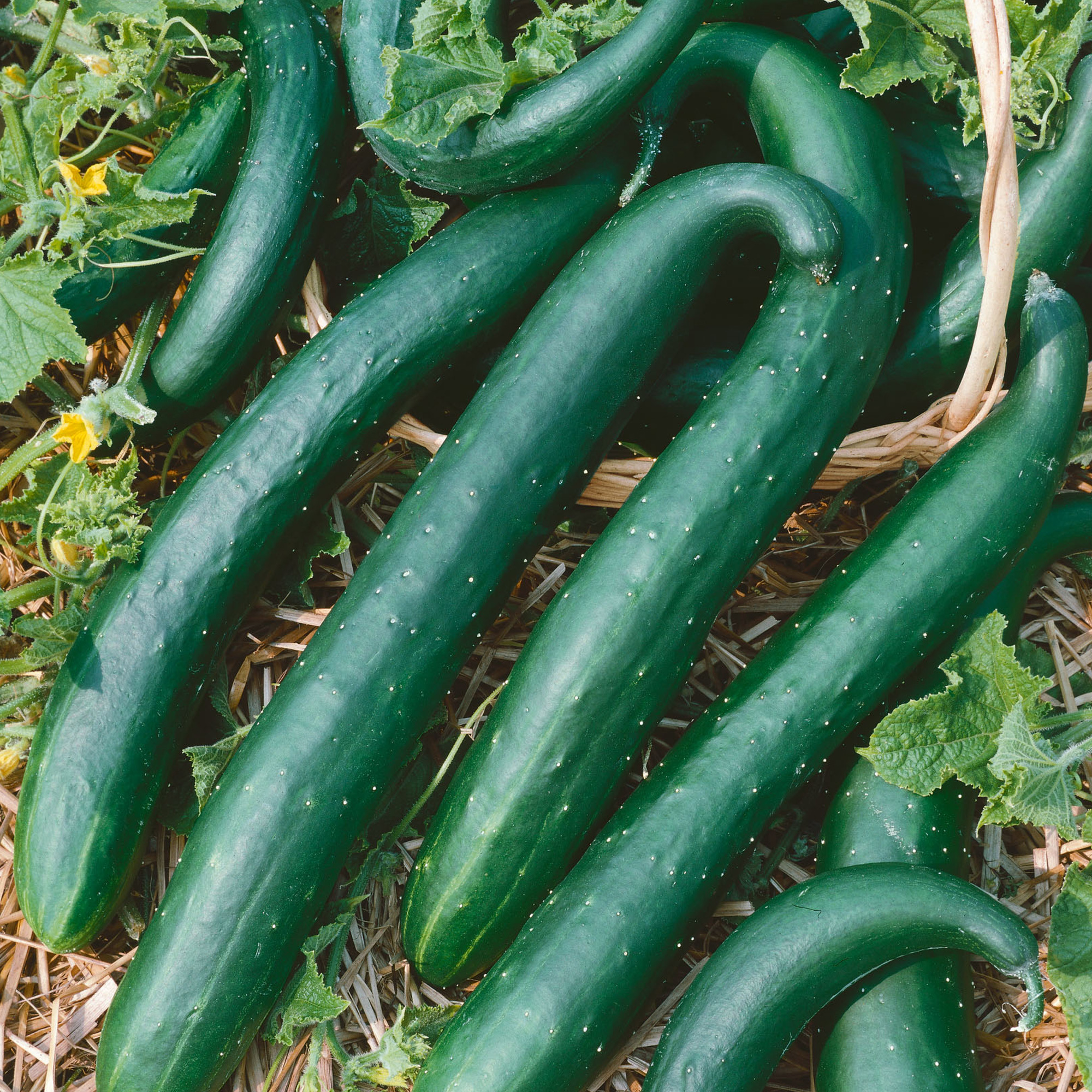 Pick a Bushel F1 Hybrid AAS Cucumber Seeds - 3 g Packet ~100 Seeds ...