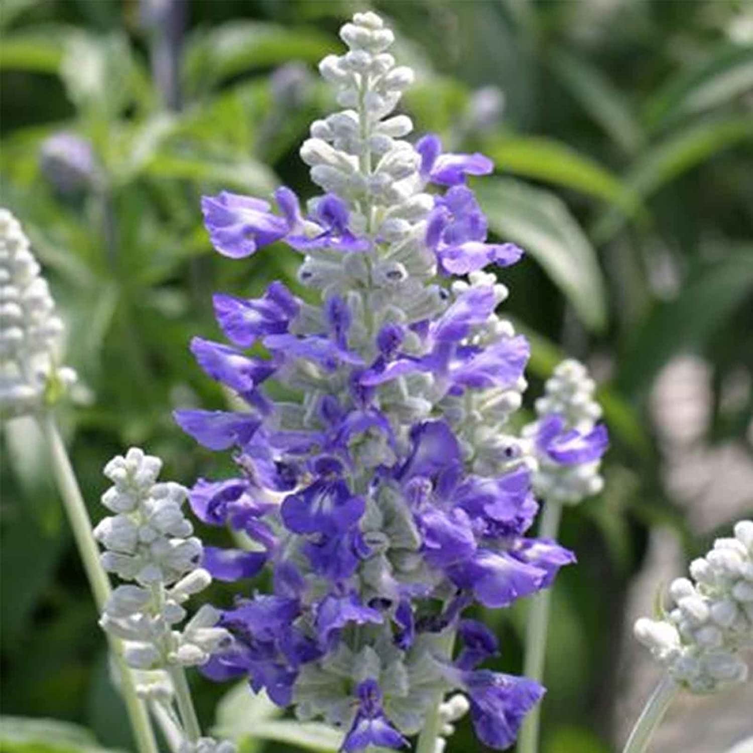 Salvia Flower Garden Seeds - Strata Variety - 1000 Seeds - AAS Winner ...