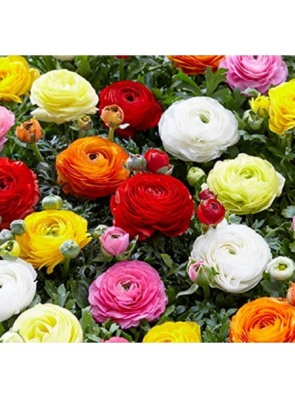 Peony Bulbs in Plant Bulbs - Walmart.com