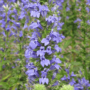 Cat Mint - Blue Moon - Herb Garden Seeds - 100 Seeds - Non-GMO, Open ...