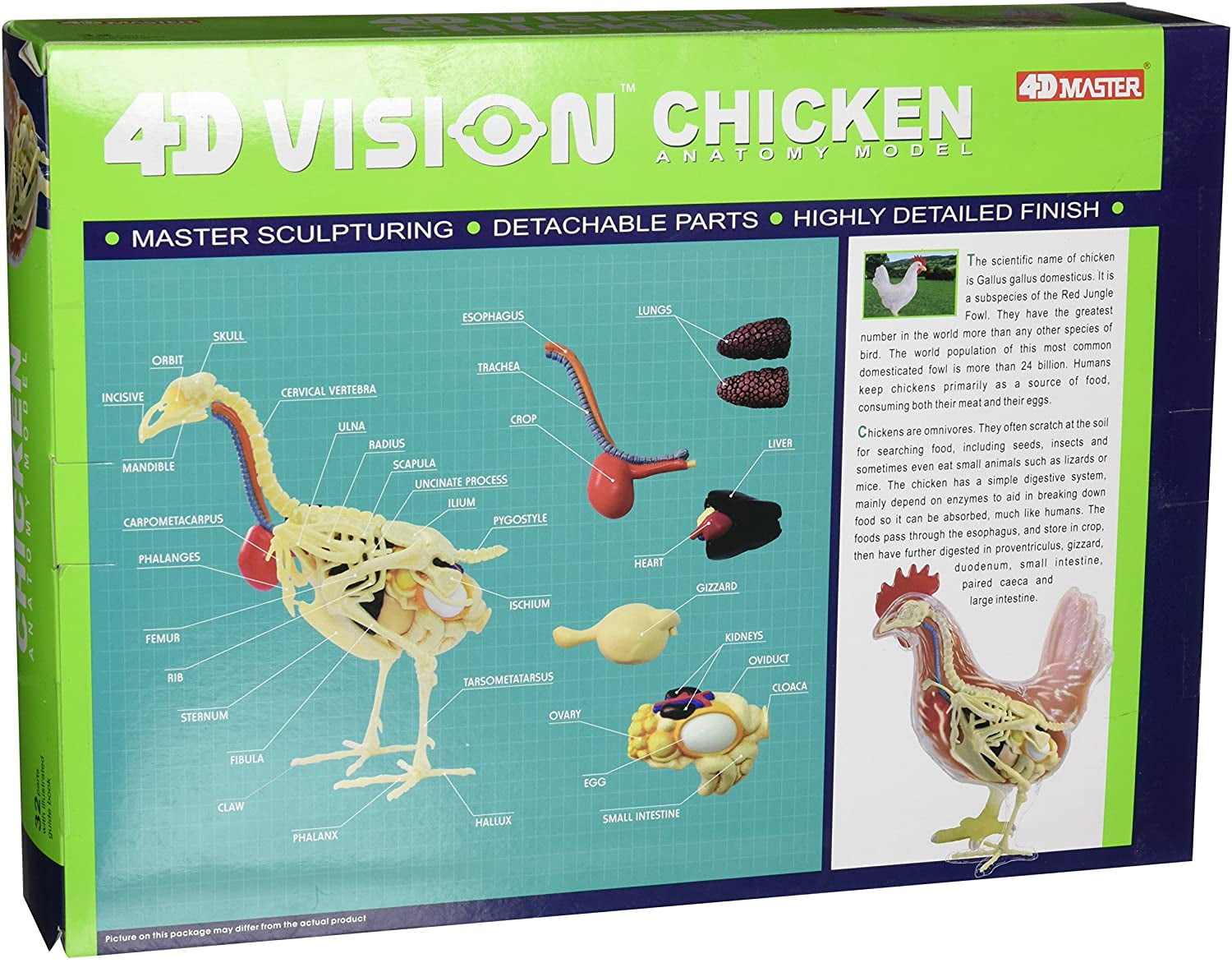 Buy Tedco 4D Vision Chicken Anatomy Model Online at Lowest Price in ...