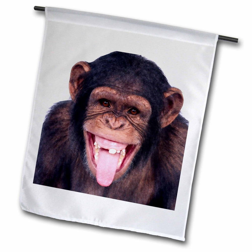 3dRose Laughing Monkey - Garden Flag, 12 by 18-inch - Walmart.com ...
