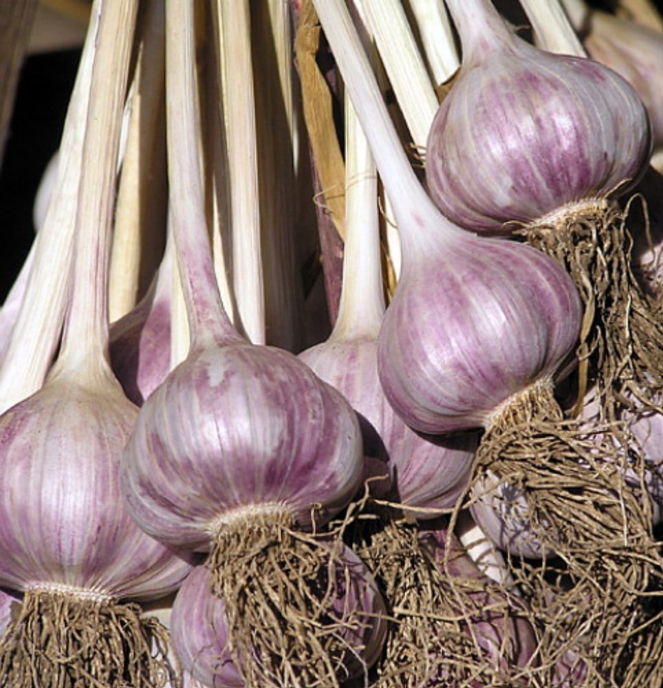 Inchelium Red Garlic - 2 Medium Bulbs - Walmart.com