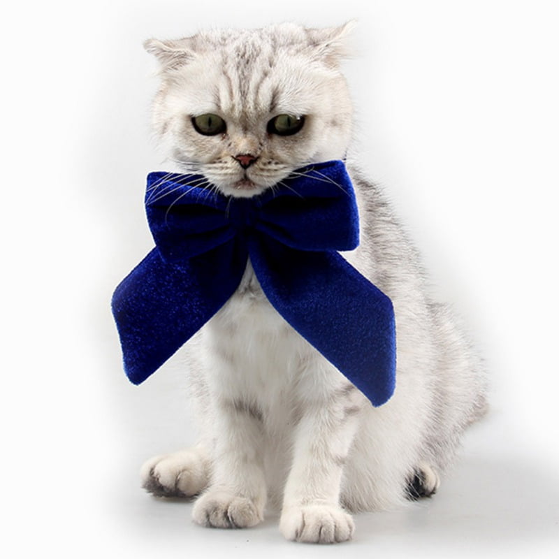 Bow Cat Show