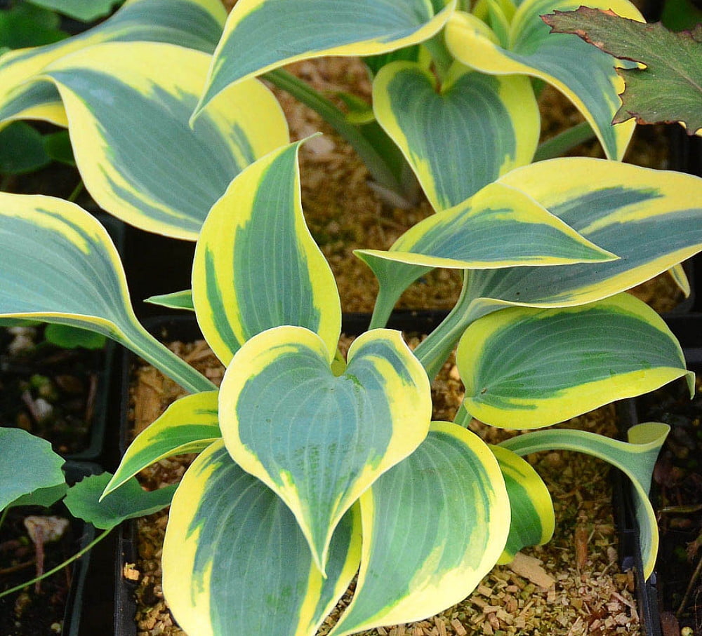 Ben Vernooy Hosta - Incredibly Thick Foliage - 4" Pot - Walmart.com