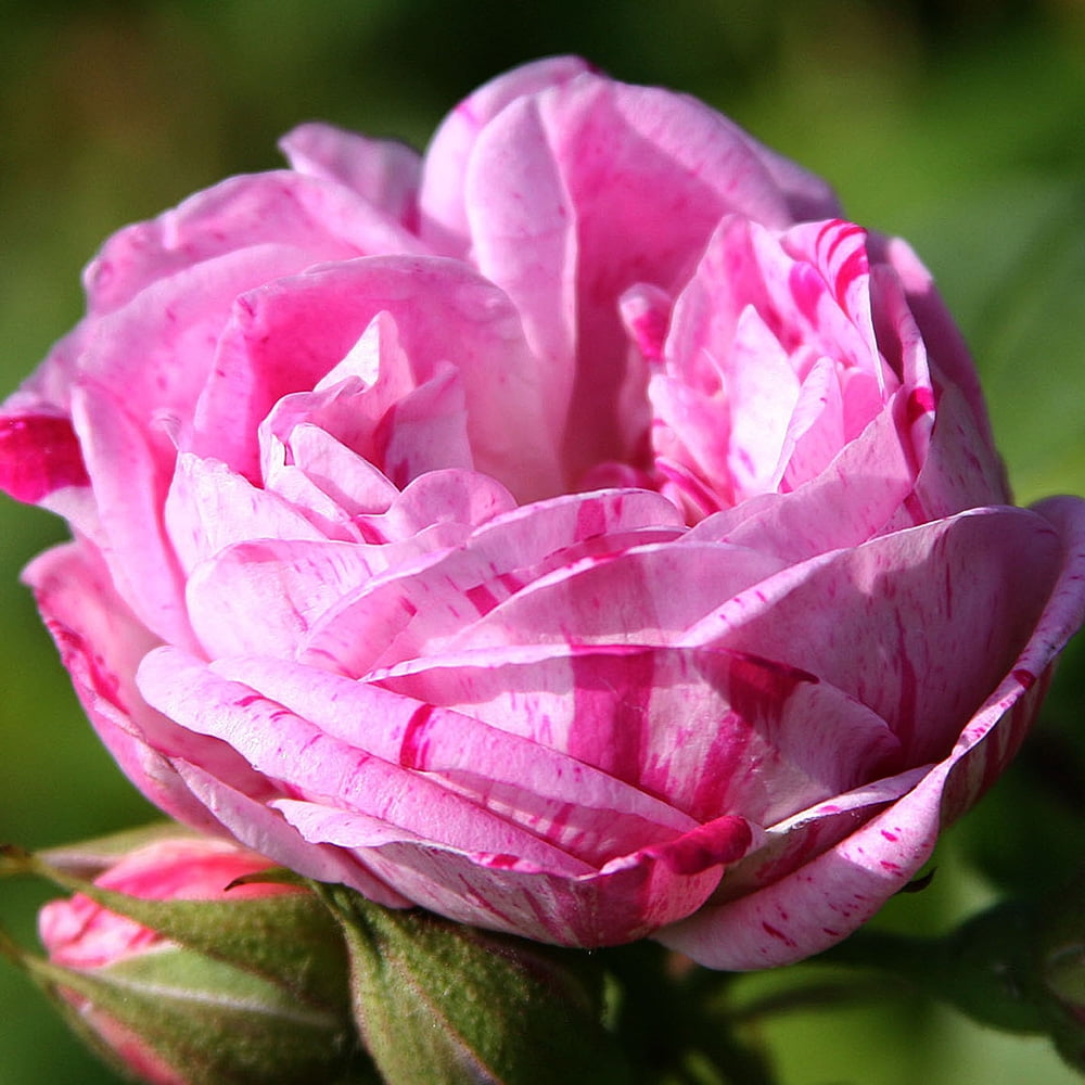 Heirloom Roses - Honorine de Brabant Bourbons Fragrant Rose Bush ...