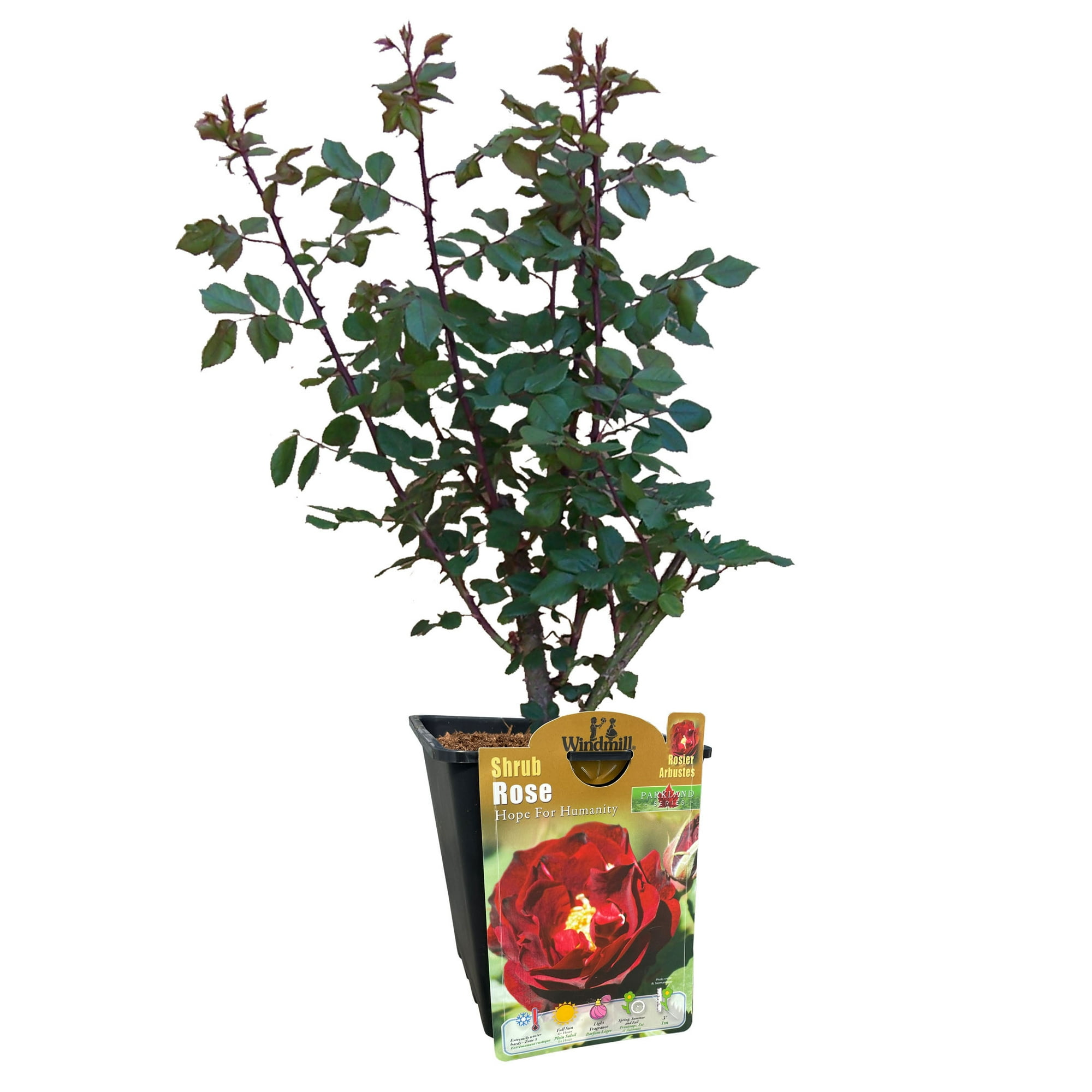 Click here for F-Pan America Hardy Rose Collection Live Plants In... prices