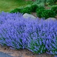 Purrsian Blue Catmint Perennial Plant, Fragrant, Attracts Hummingbirds ...