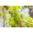 5 HARDY PECAN Tree Carya Illinoinensis King Nut Native Fruit Tree Seeds ...