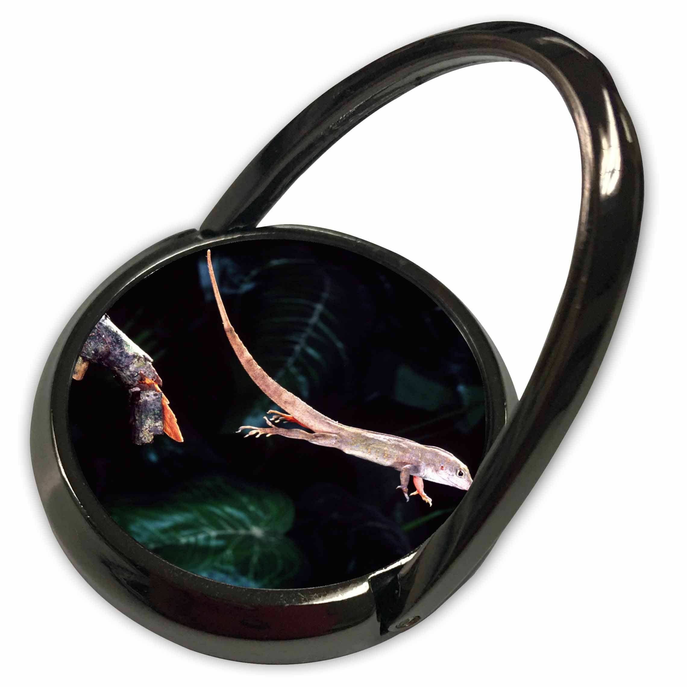 Bahama Brown Anole lizard - NA02 DNO0261 - David Northcott Phone Ring ...