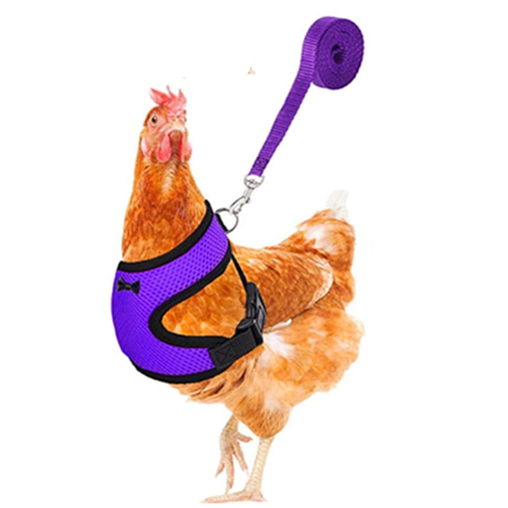 Arnés para pollo tamaño gallina con correa a juego de 1 m: ajustable ...